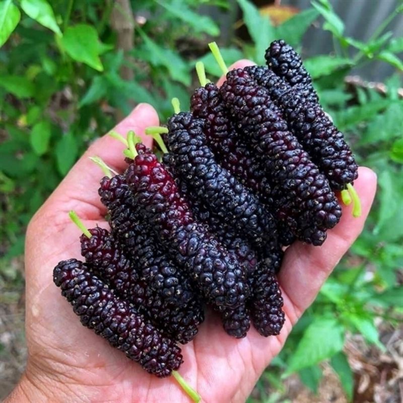 Jual Bibit Tanaman Murbei Jumbo Cepat Berbuah | Shopee Indonesia