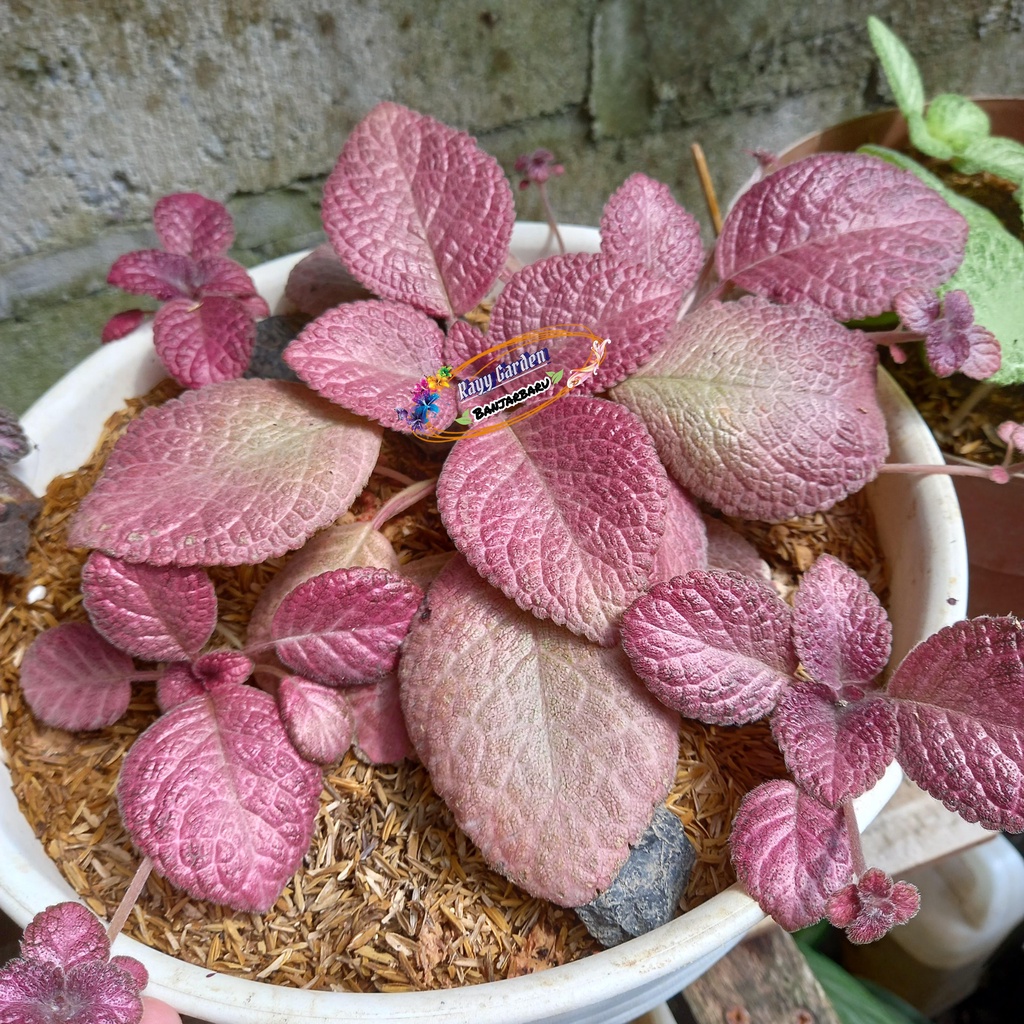 Jual Tanaman Hias Daun Bunga Gantung Episcia Pink Flamingo Indonesia ...