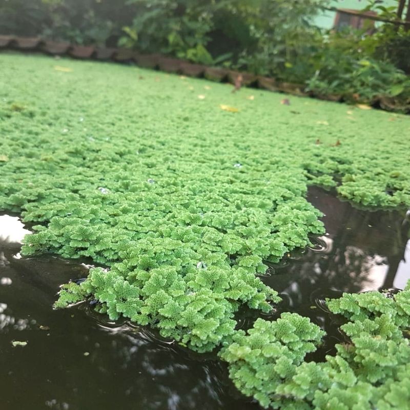 Jual Bibit Pakan Ternak Azolla Microphylla | Shopee Indonesia
