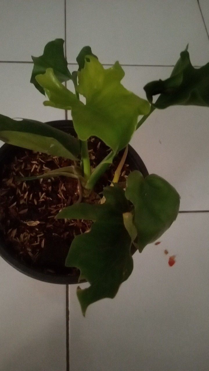 Tanaman Philo Mayoi Tanaman Philodendron Mayoi Tanaman Philo Xanadu ...