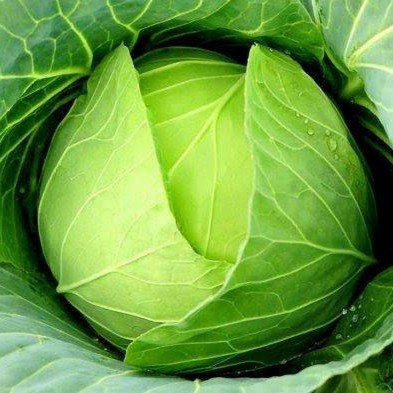 Jual Bibit Benih Biji Sayur Kol Kubis Hijau - Kaya Manfaat Bisa Ditanam ...