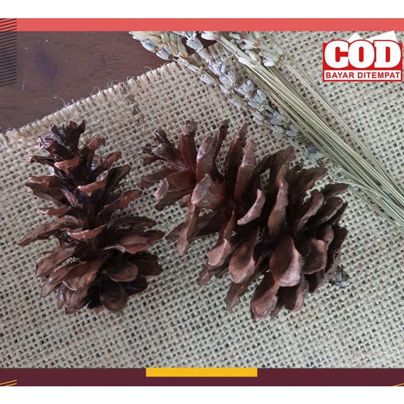 Jual Biji pinus / buah pinus / kembang pinus / bunga pinus kering ...