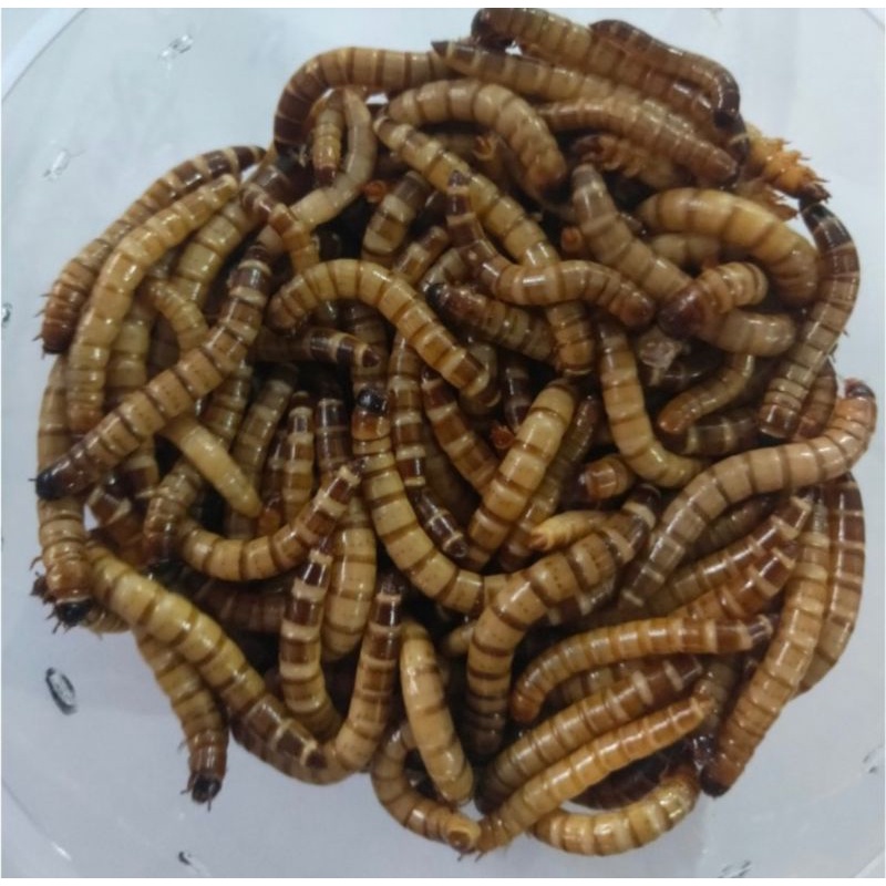 Jual Ulat Jerman hidup/pakan ikan predator/burung/reptil repack 50 gr ...