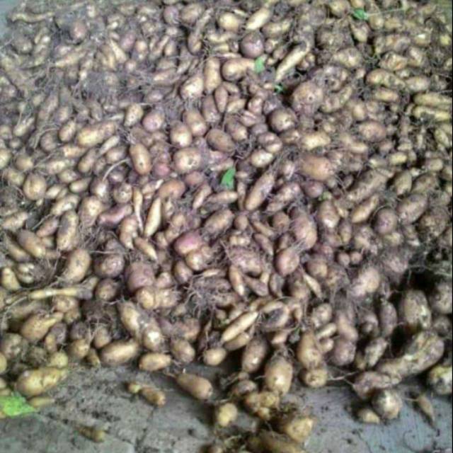 Jual Kentang kleci 1 kilogram | Shopee Indonesia