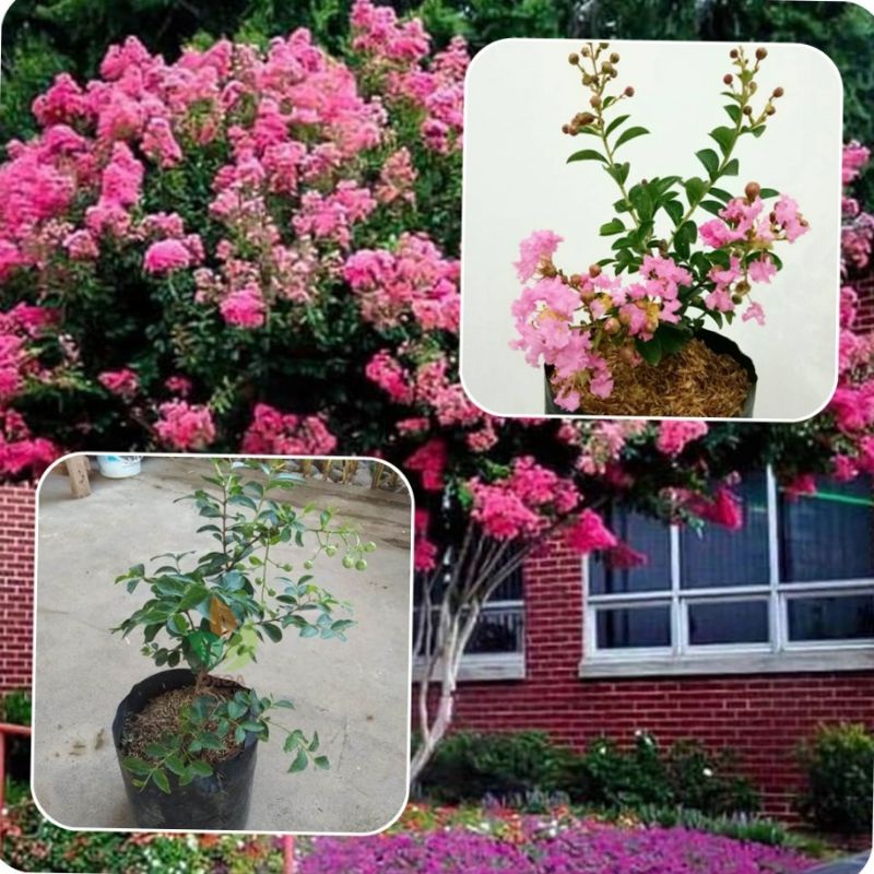 Jual Bibit Sakura Bungur, Tanaman Hias Bunga Pakan Lebah | Shopee Indonesia