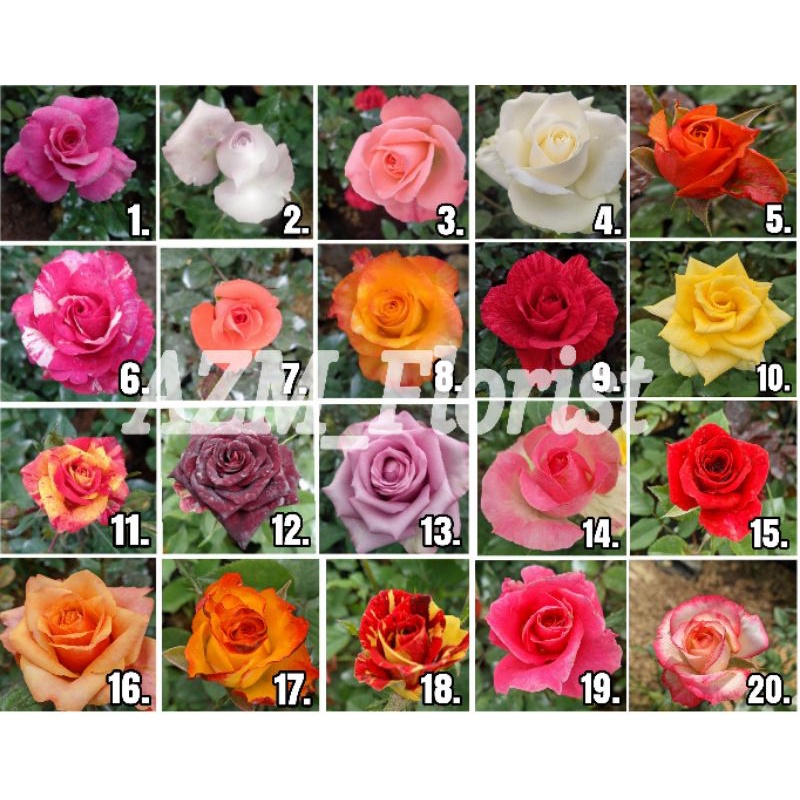 Jual bunga mawar 1 paket 10 bunga mawar | Shopee Indonesia