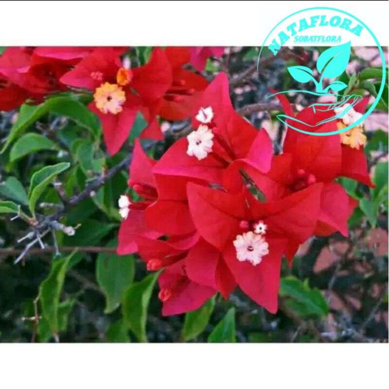 Jual NEW!!TANAMAN HIAS BUGENVIL BUNGA KERTAS//MERAH CABAI | Shopee ...