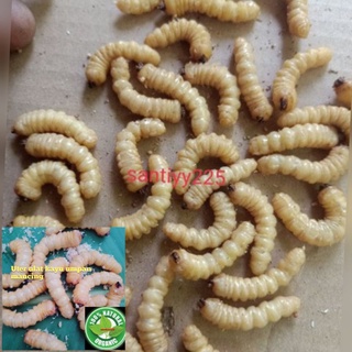 Jual jual ulat kayu 30 ekor | Shopee Indonesia