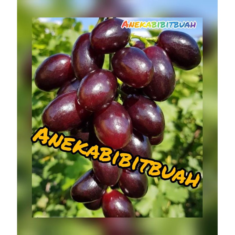 Jual BIBIT ANGGUR IMPORT JENIS EVEREST (GRAFTING) | Shopee Indonesia