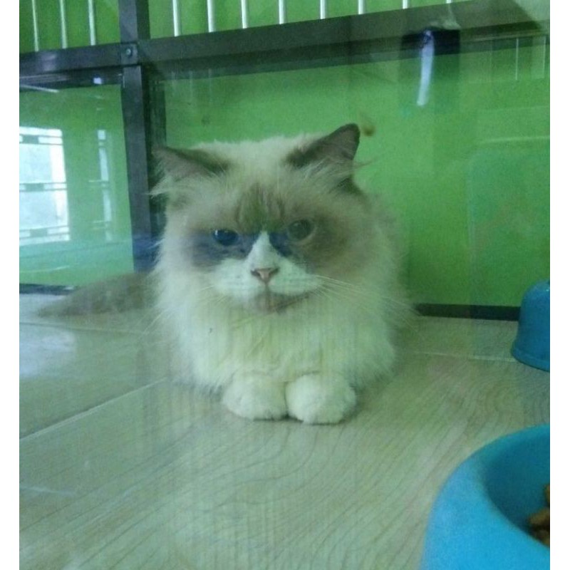 Harga Ragdoll Terbaru Oktober 2021 | BigGo Indonesia