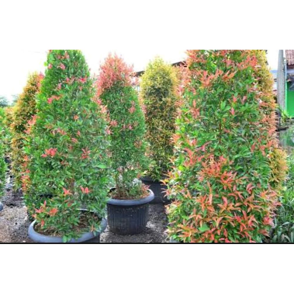 Begini 40+ Tanaman Bunga Pucuk Merah yang Wajib Diketahui - Informasi ...