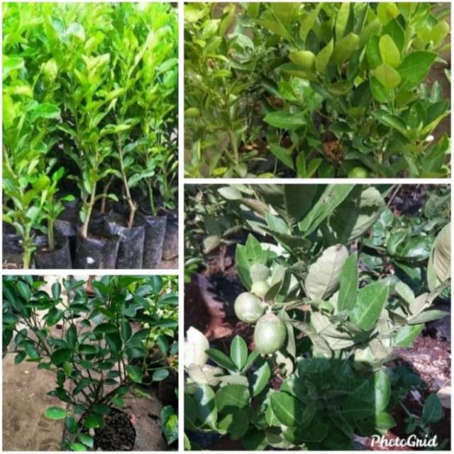 Jual Paket 4 pohon jeruk nipis jeruk purut jeruk lemon jeruk kips ...