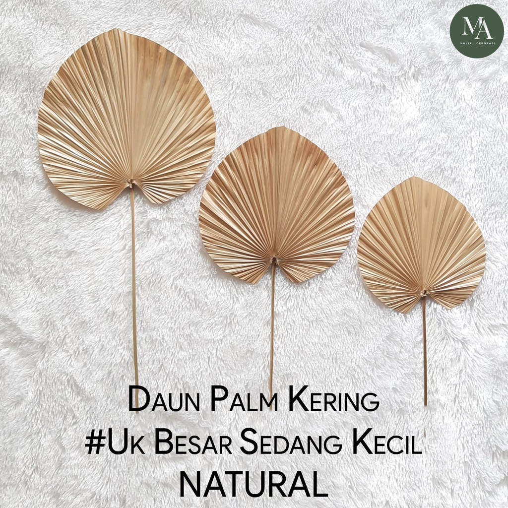 Jual Daun Palm Kering Natural Gold Dekorasi Rustik Aksesoris Wedding ...