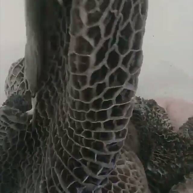 Jual Babat sapi hitam 500gr Indonesia|Shopee Indonesia