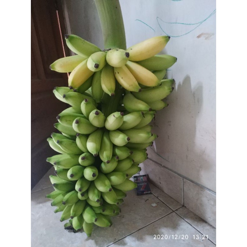 Jual bibit bonggol pisang putri/barlin | Shopee Indonesia