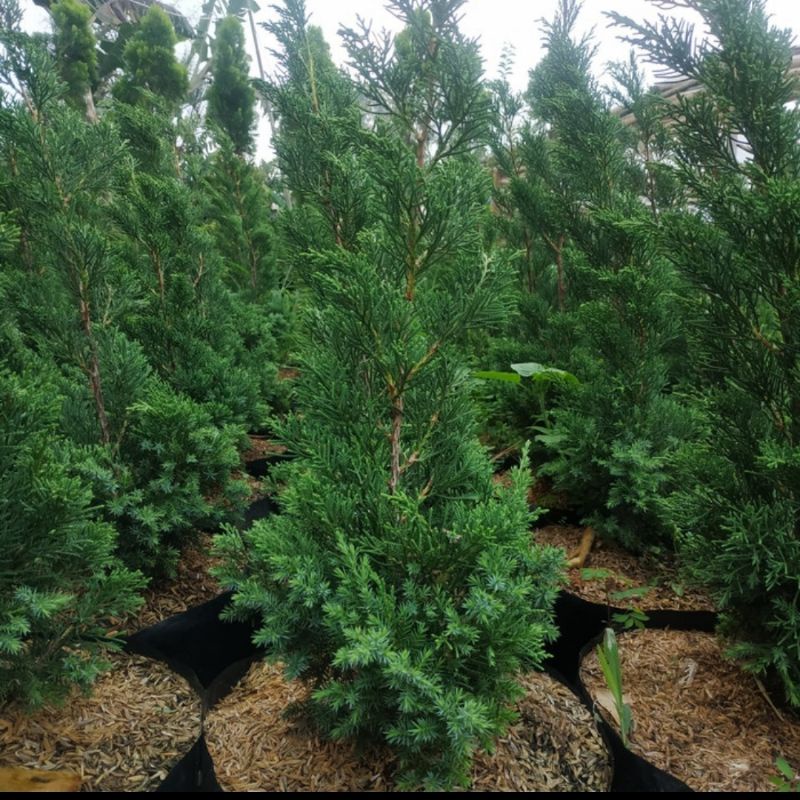 Jual tanaman Cemara puapua 50cm | Shopee Indonesia