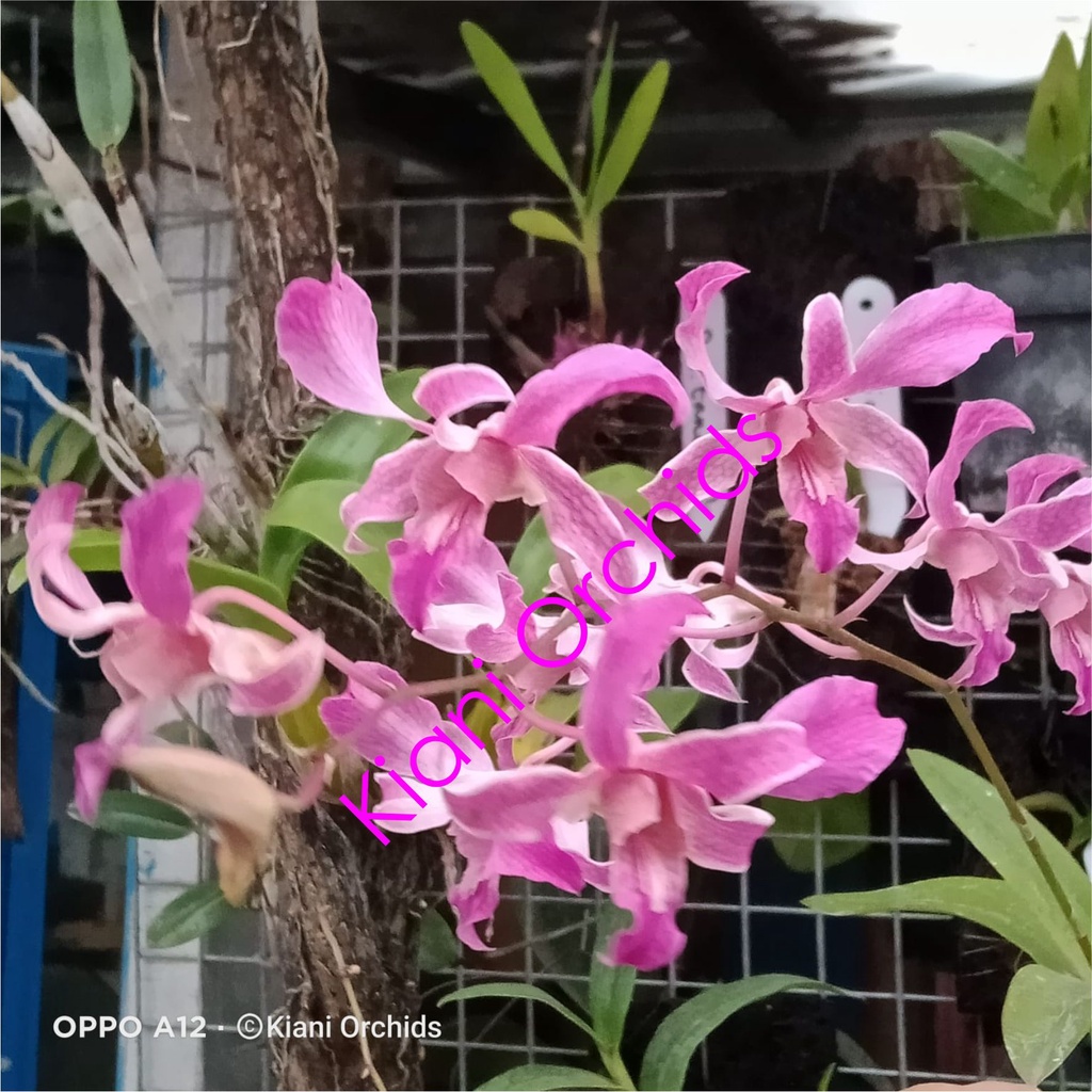 Jual Anggrek Dendrobium Superbiens DEWASA MURAH | Shopee Indonesia