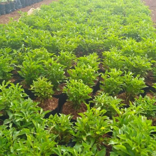 Jual Krokot Hijau Tanaman Hias | Shopee Indonesia