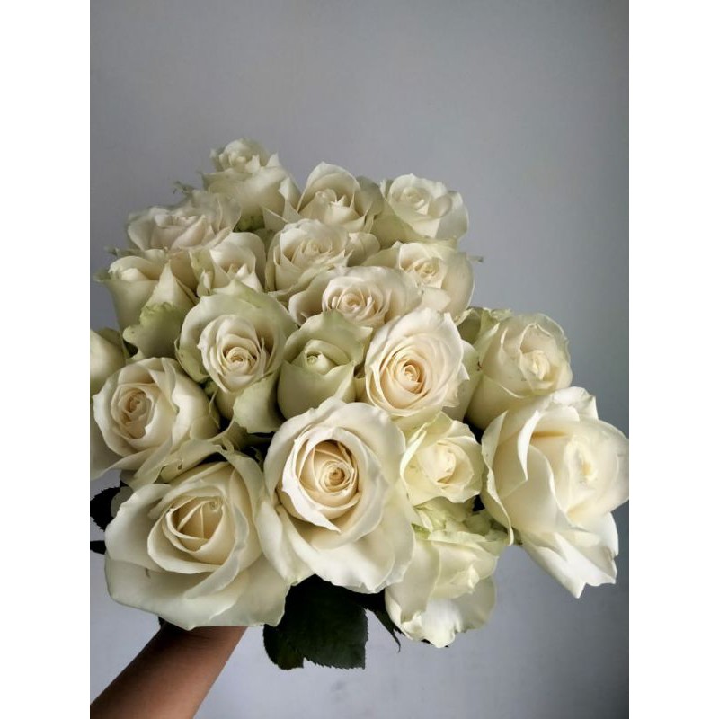 Jual bunga mawar putih baru petik 20 tangkai | Shopee Indonesia