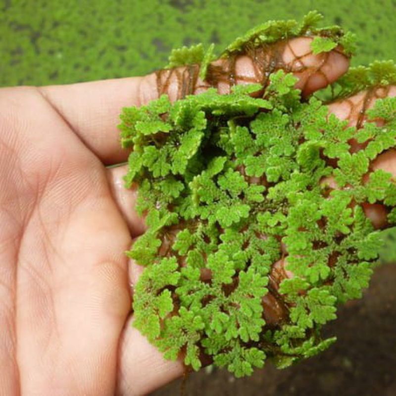 Jual Azolla microphylla pakan ternak 1kg, bibit Azolla microphylla ...