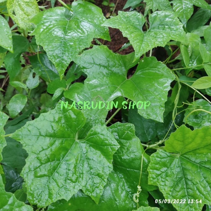 Jual DAUN PARIA HUTAN ASLI PARIA KECIL DAUN PARE HUTAN SEGAR | Shopee ...