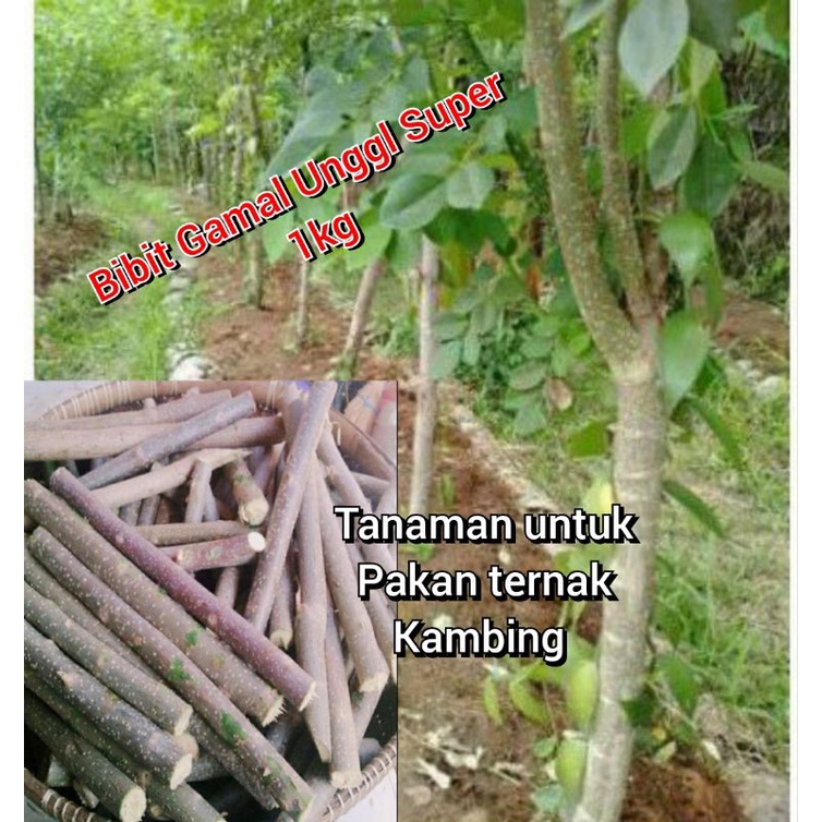 Jual Bibit batang Pohon Gamal 1kg | Shopee Indonesia