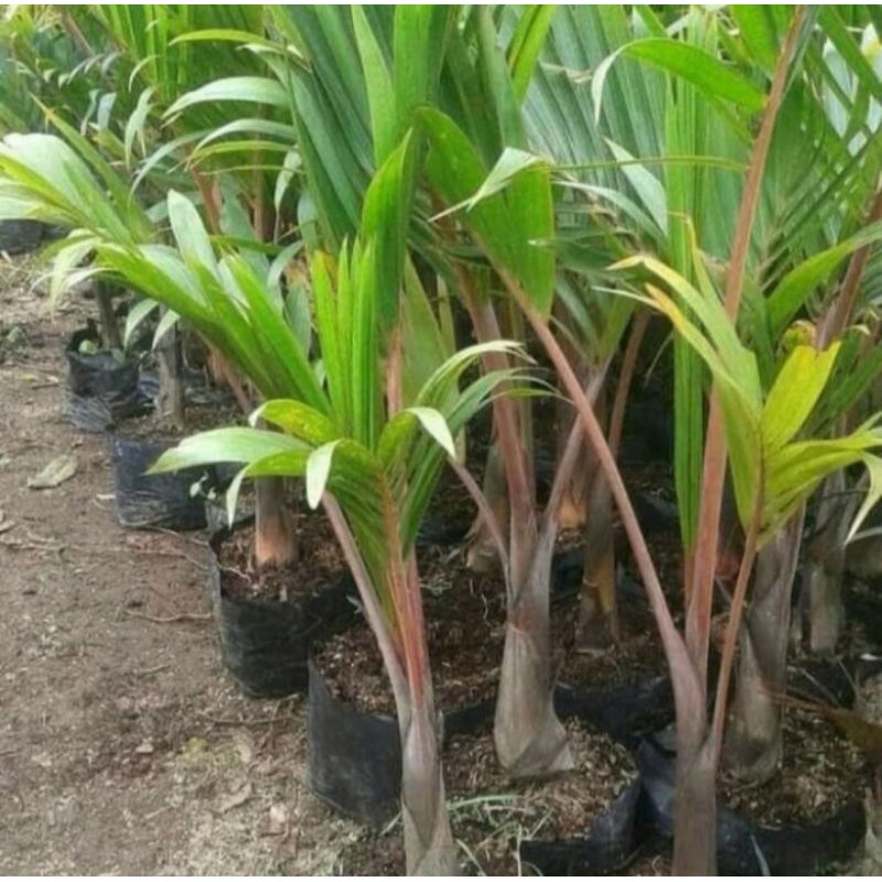 Jual Bibit Pohon Palem Botol - Tanaman Hias Pohon Palm Botol | Shopee ...