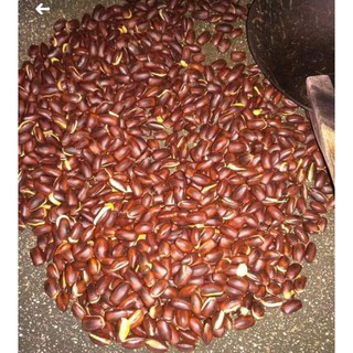 Jual Jual Biji Trembesi Siap Tanam | Shopee Indonesia