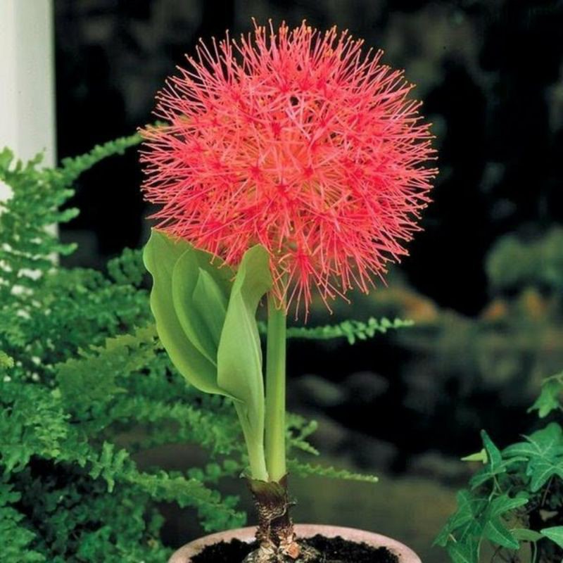 Jual Umbi Bunga Desember Jumbo free sedap malam | Shopee Indonesia