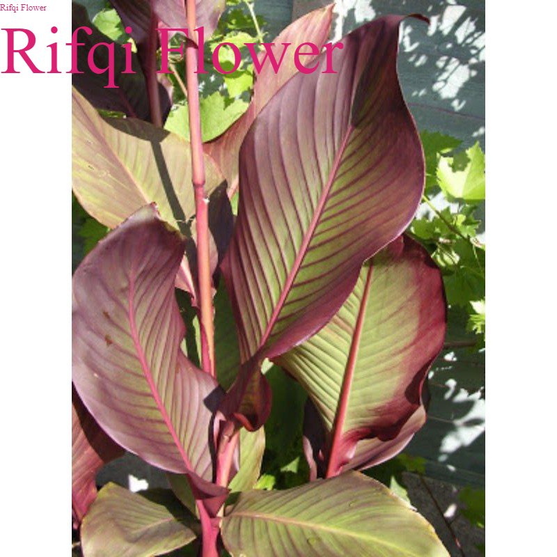 Jual Tanaman Hidup Canna or canna lily green and purple variegated ...