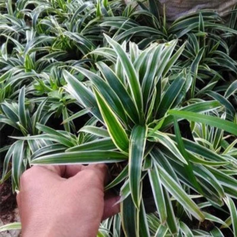Jual Tanaman Hias Lili Paris Pohon Lily Paris | Shopee Indonesia