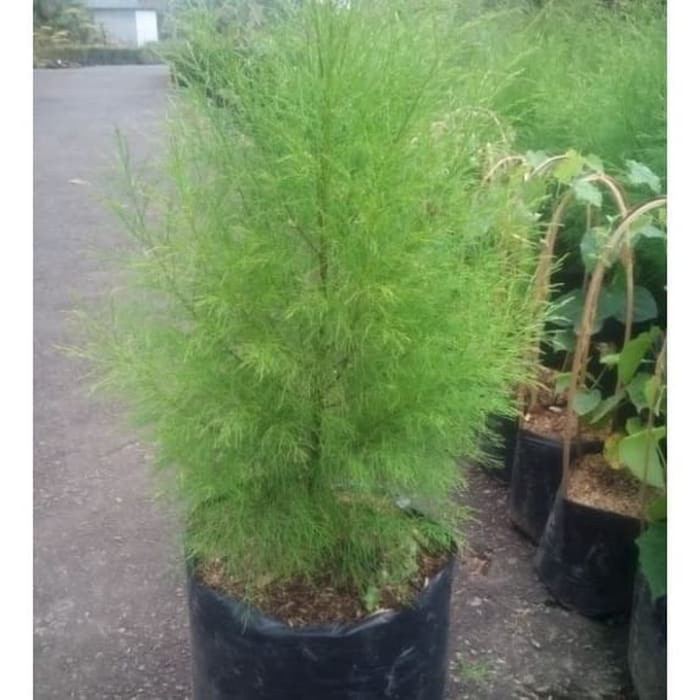 Jual Tanaman Hias Cemara Balon - Tanaman Peneduh - Cemara Balon ...