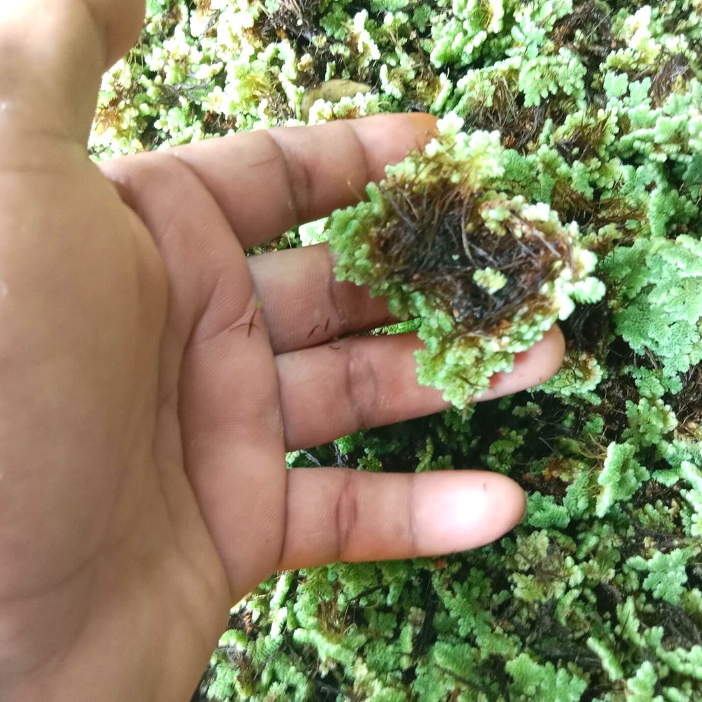 Jual Bibit Azolla Microphylla Pakan Ternak 100 gram | Shopee Indonesia