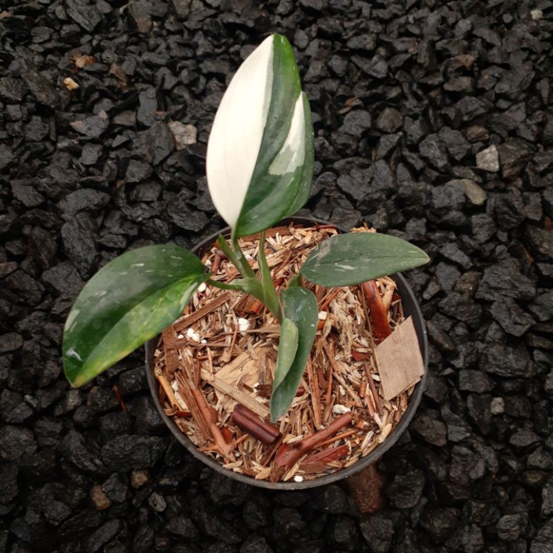 Jual Tanaman Hias Monstera Standleyana Varigata Putih / Albo ...