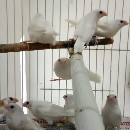 Jual Burung Emprit Jepang ANAKAN Putih Indonesia|Shopee Indonesia Jual Burung Emprit Jepang ANAKAN Putih Indonesia|Shopee Indonesia