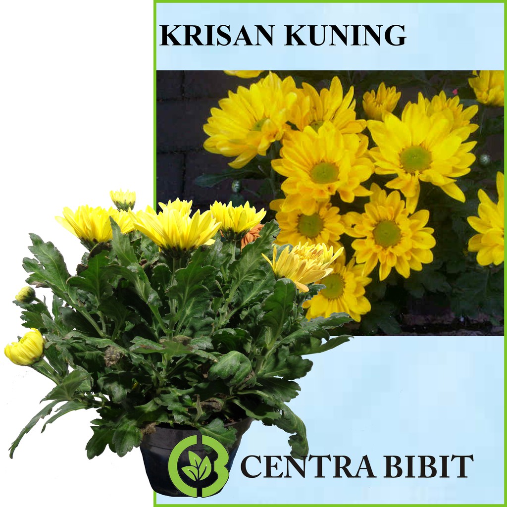 Jual Tanaman Bunga Krisan Kuning | Shopee Indonesia