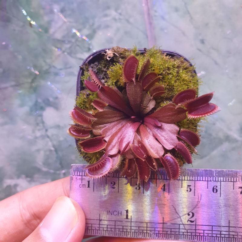 Jual bunga hias pemakan serangga venus flytrap size 5cm untuk pemula ...