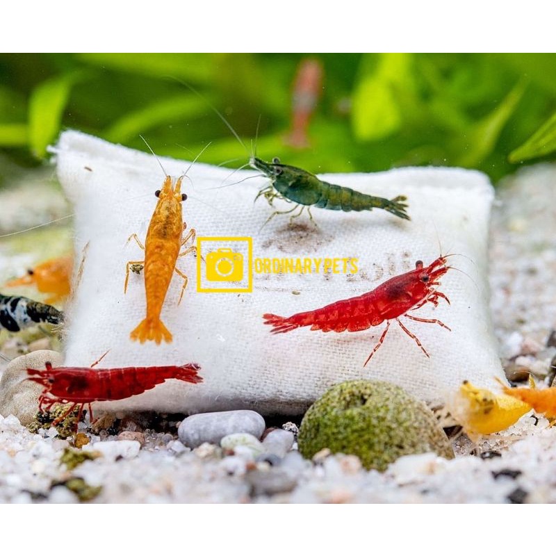 Jual UDANG HIAS AQUASCAPE - WARNA WARNI - Udang Neo Caridina ( Red ...