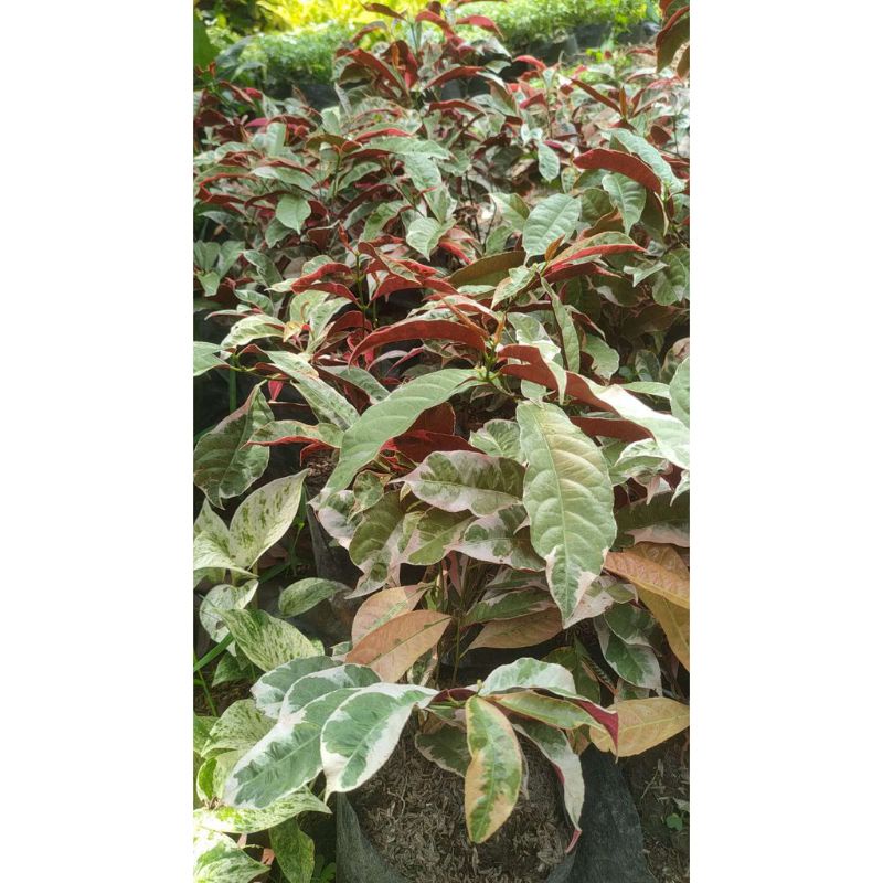 Jual bibit sambang darah atau sambang getih tanaman hias dan herbal ...