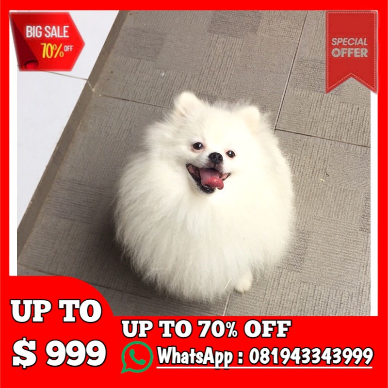 Jual Jual anjing mini pom snow white/ anjing pomerian putih / anjing ...