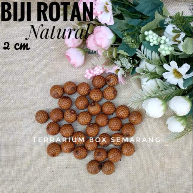 Jual biji rotan 2cm natural gold Indonesia|Shopee Indonesia