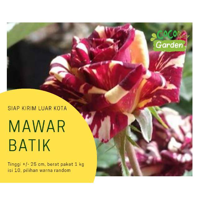 Jual Mawar batik | Shopee Indonesia