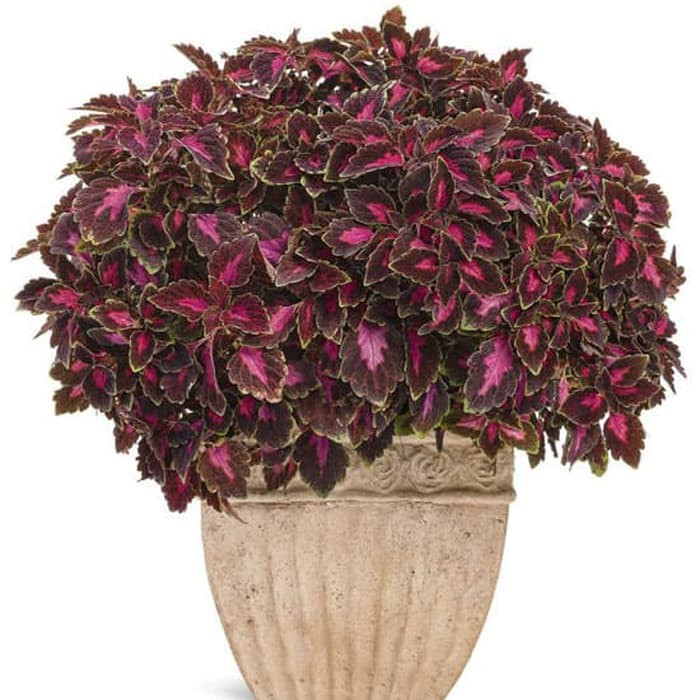 Jual Tanaman hias miana lidah api / Coleus Solenostemon China Rose ...