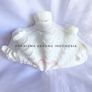 Jual SOUTH CHINA SEA CLAM SHELL B KERANG KIMA KERANG LAUT KIMA KERANG ...