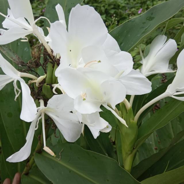 Jual JUAL BENIH BBIT LEMPUYANG GAJAH | Shopee Indonesia