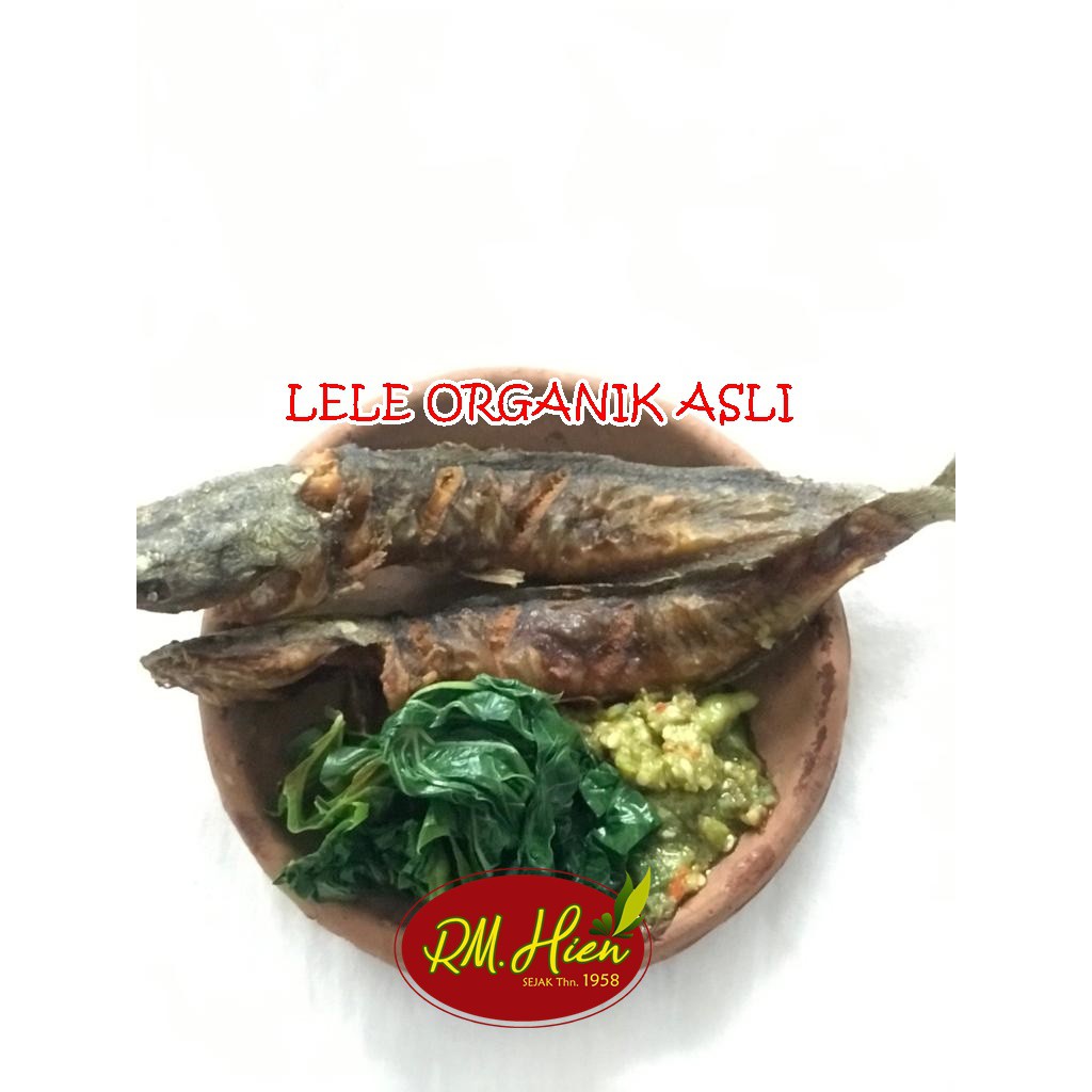 Jual Ikan Lele Organik ASLI 1kg bersih tidak bau tanah lele frozen ...