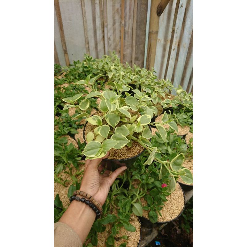 Harga terang bulan Terbaru Nov 2025 | BigGo Indonesia