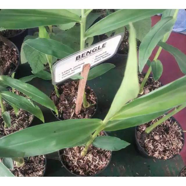 Jual tanaman herbal bangle bengle panglai pohon obat rempah | Shopee ...