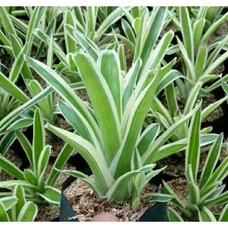 Jual bromelia varigata / bromelia bunga ungu / bromelia hijau putih ...