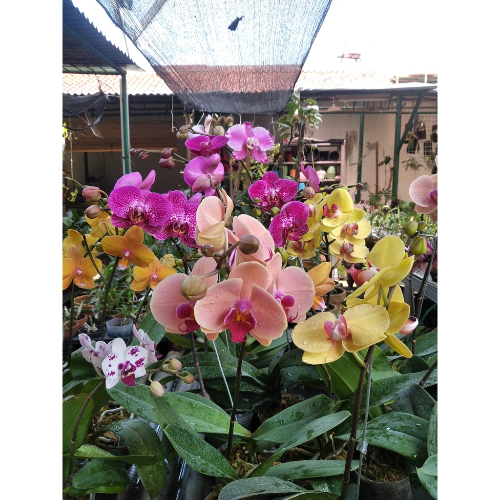 Jual Anggrek Bulan Berbunga Aneka Warna | Shopee Indonesia